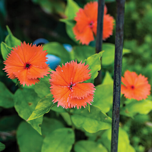 4 Outstanding Spring Plants for the Southeast - Fine Gardening