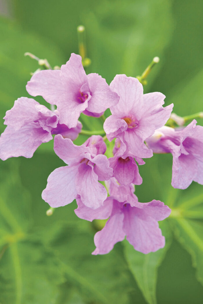 4 Outstanding Spring Plants for the Northeast - Fine Gardening