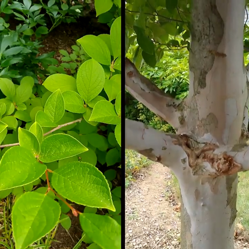 Best Small Trees - FineGardening