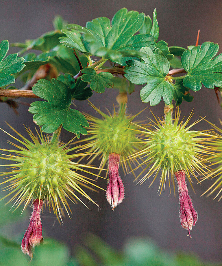 Great Native Plants for Northern California - Fine Gardening