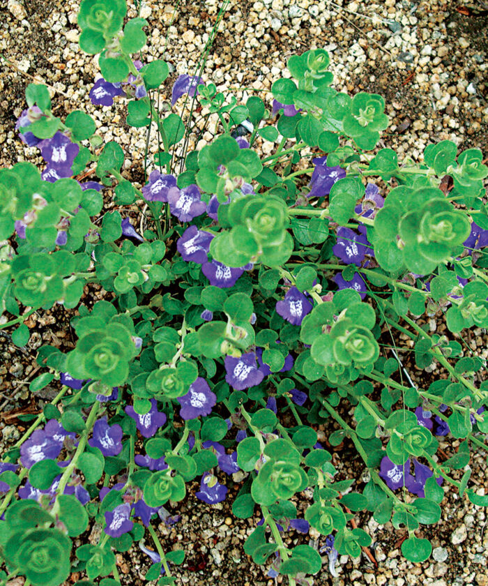Great Native Plants for the Northern Plains - Fine Gardening