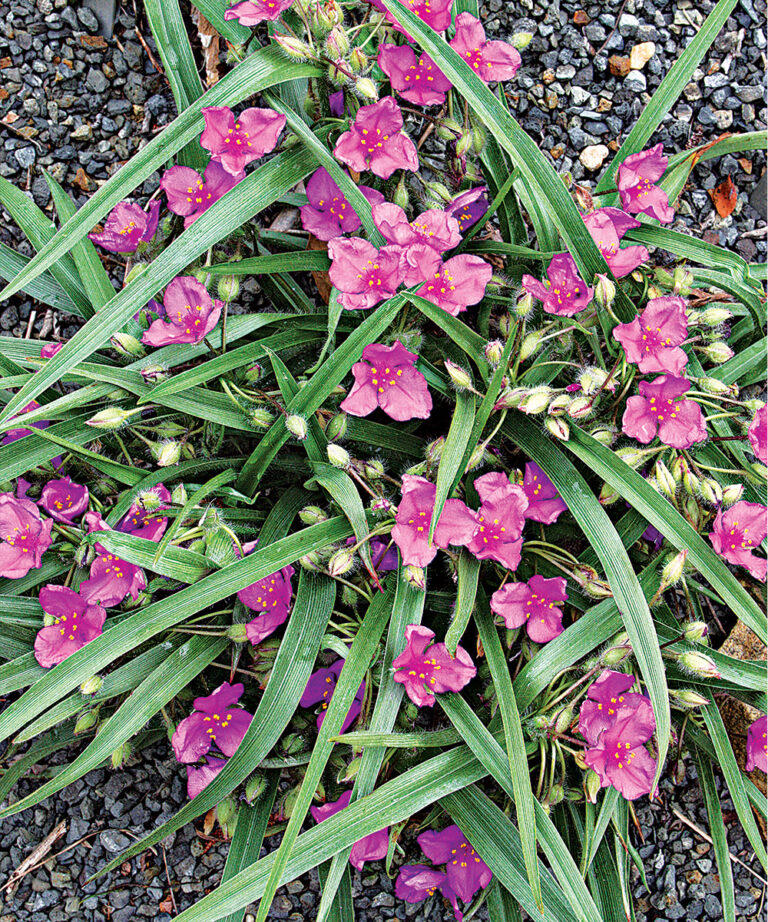 Great Native Plants for the Northern Plains - Fine Gardening