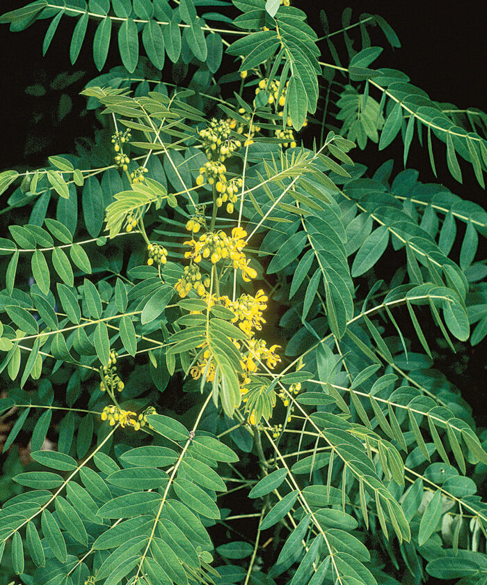 Great Native Plants for the Midwest - Fine Gardening
