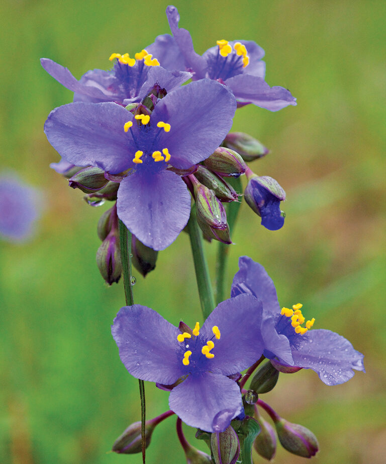 Great Native Plants for the Midwest - Fine Gardening