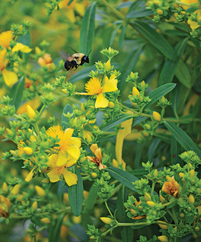 Great Native Plants for the Midwest - Fine Gardening
