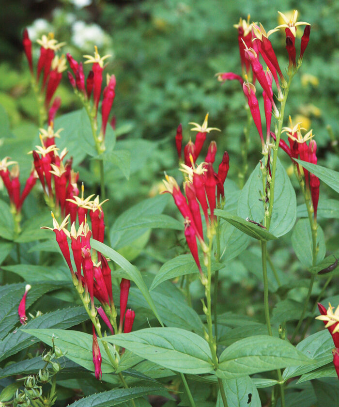 Great Native Plants for the Southeast - Fine Gardening