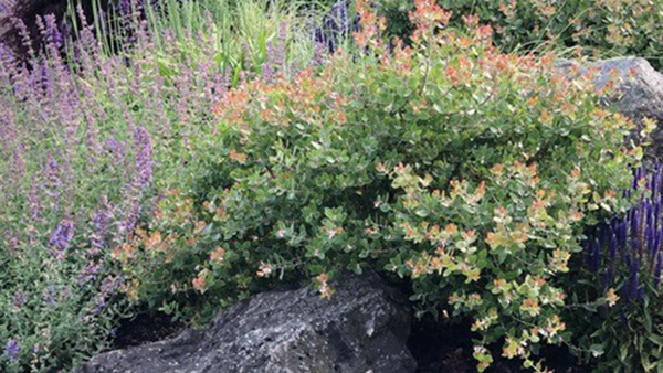 Fire-Wise Landscaping: How Safe Is Your Home? - Fine Gardening