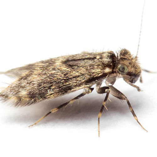 Barklice on Southeastern Shrubs and Trees - Fine Gardening