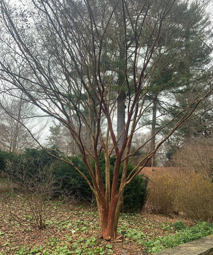 Structural Plants for Enduring Winter Interest in the Mid-Atlantic ...