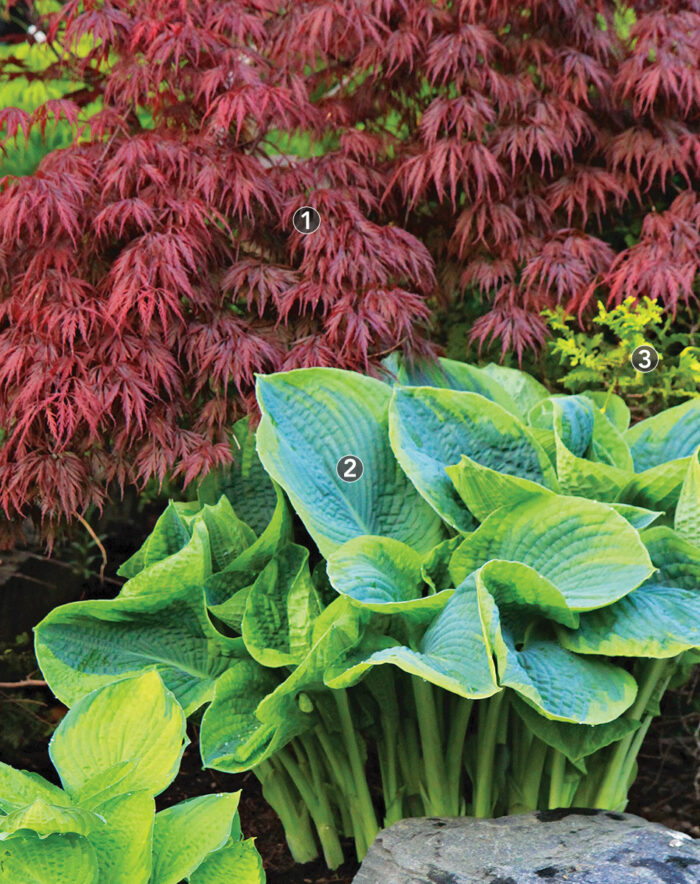 How to Design a Colorful Shade Garden - Plant IDs - Fine Gardening