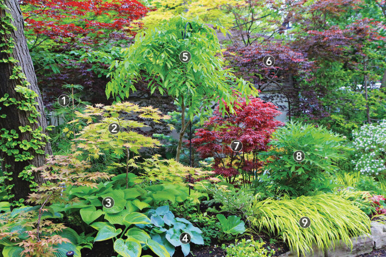 How to Design a Colorful Shade Garden - Plant IDs - Fine Gardening
