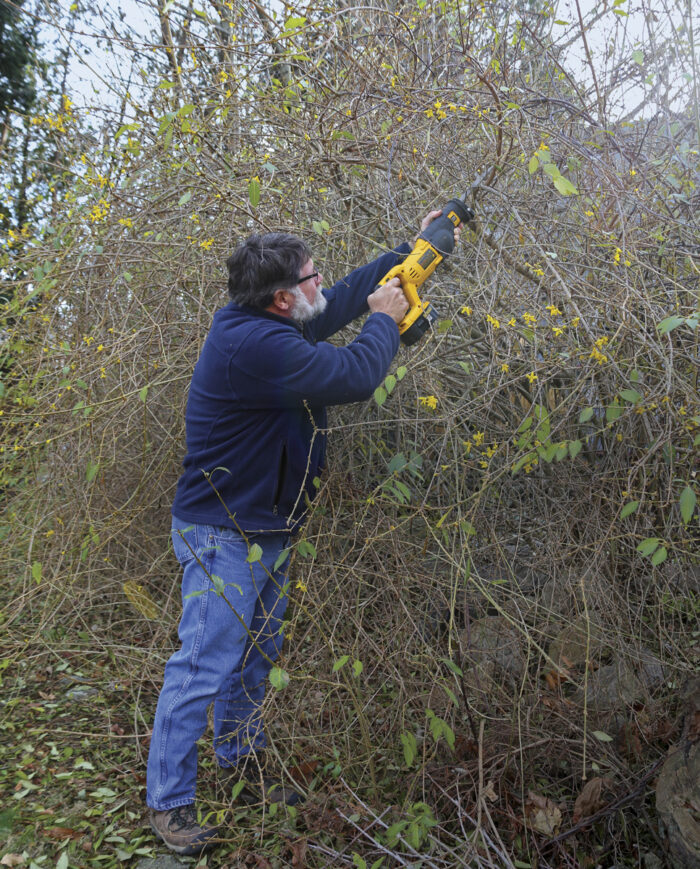 How to Prune Commonly Overgrown Shrubs - Fine Gardening
