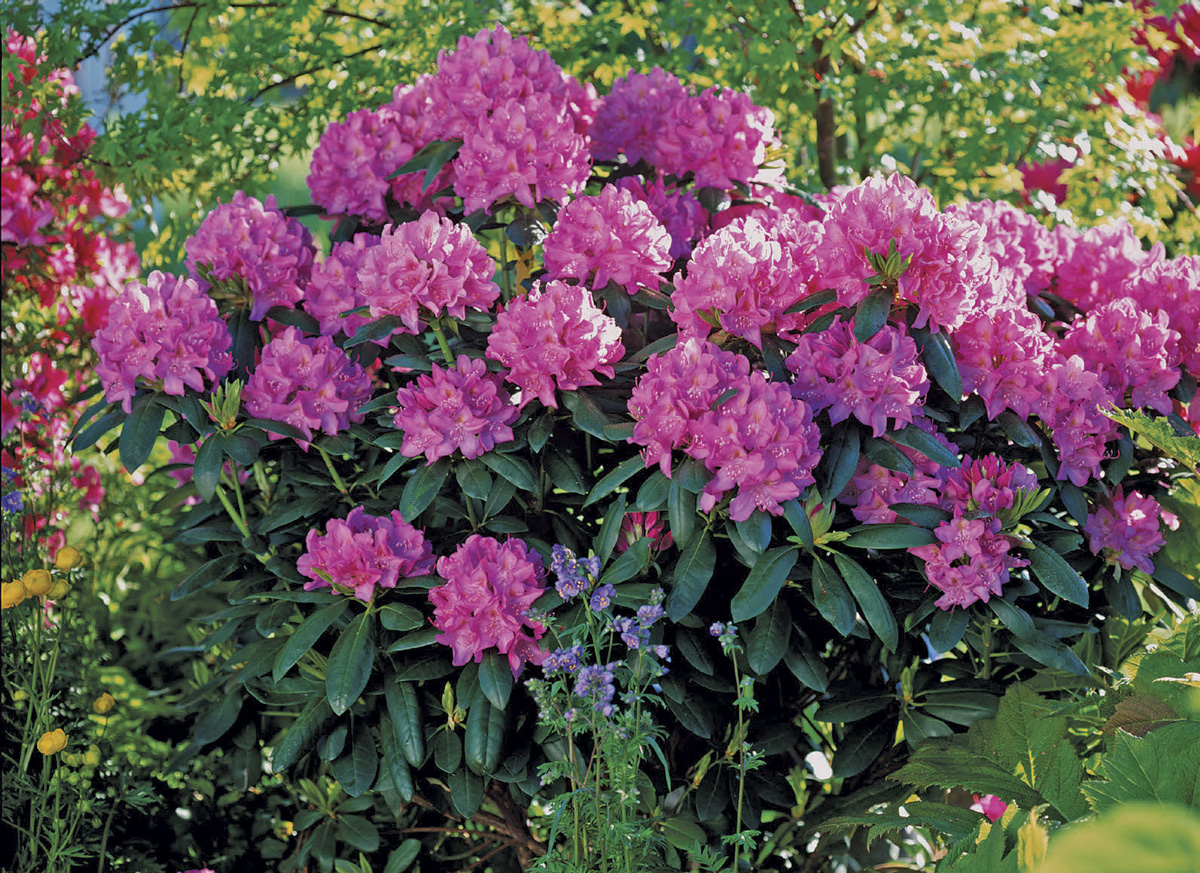 How to Prune Commonly Overgrown Shrubs - Fine Gardening