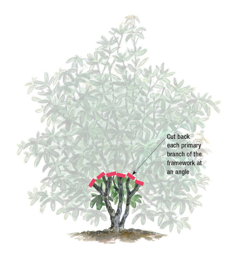 How to Prune Commonly Overgrown Shrubs - Fine Gardening