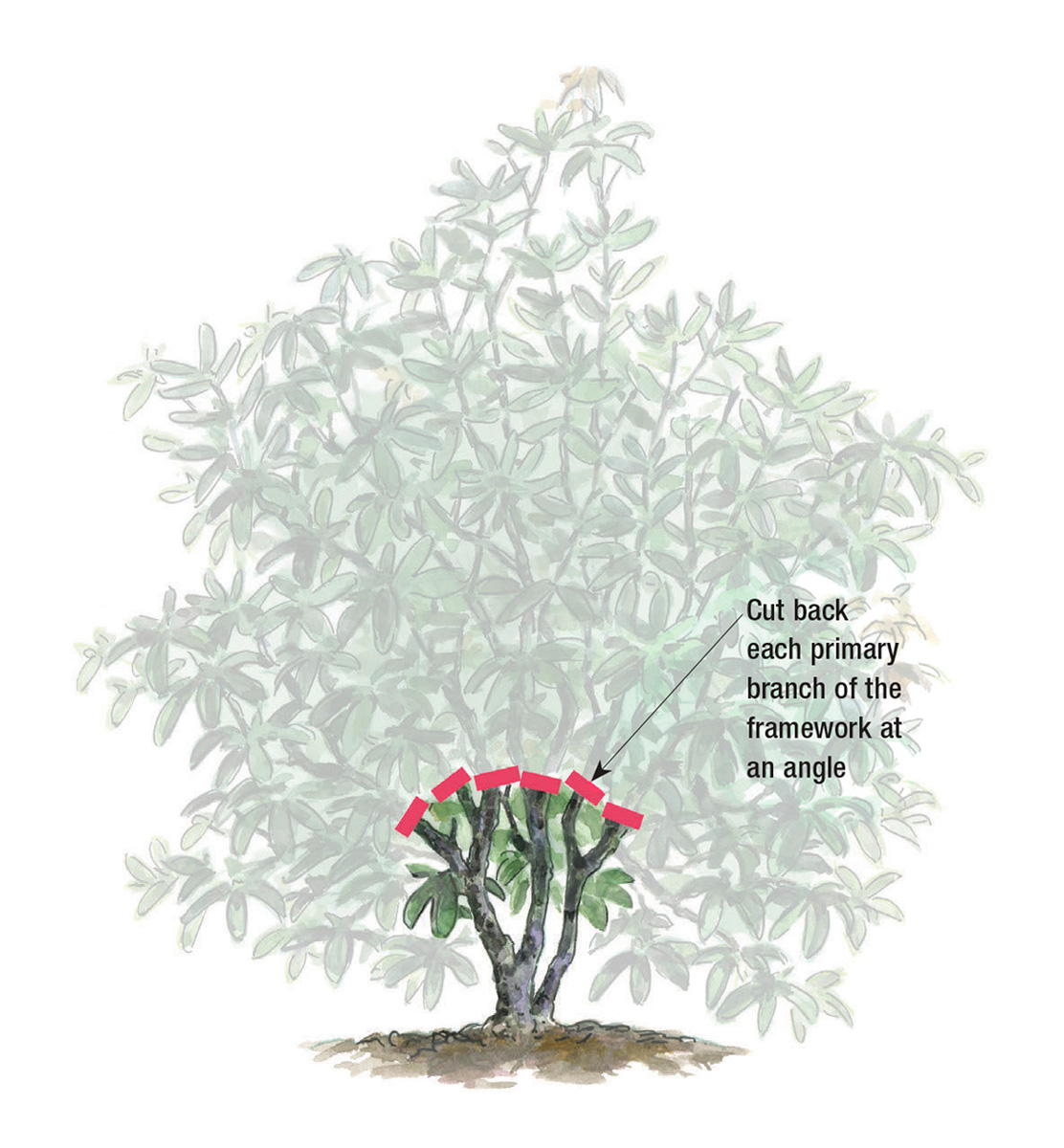 How to Prune Commonly Overgrown Shrubs - Fine Gardening