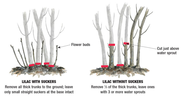 How to Prune Commonly Overgrown Shrubs - Fine Gardening