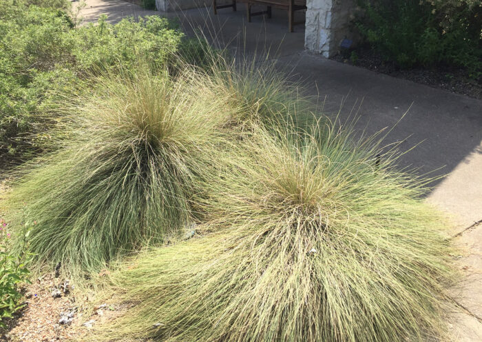 How to Selectively Prune Muhly Grasses in the Southern Plains - Fine ...