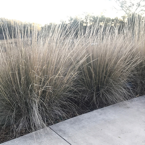 How to Selectively Prune Muhly Grasses in the Southern Plains - Fine ...