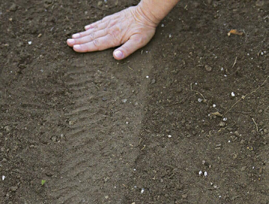 The Dos and Don’ts of Direct Sowing - Fine Gardening