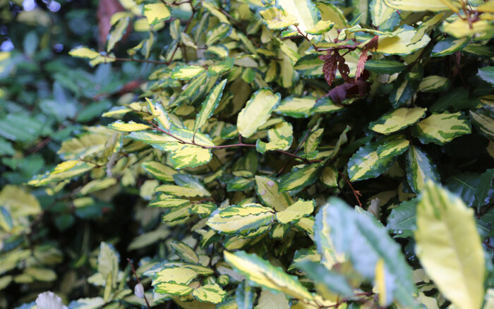 Evergreen Hedging Plants for the Northwest - Fine Gardening