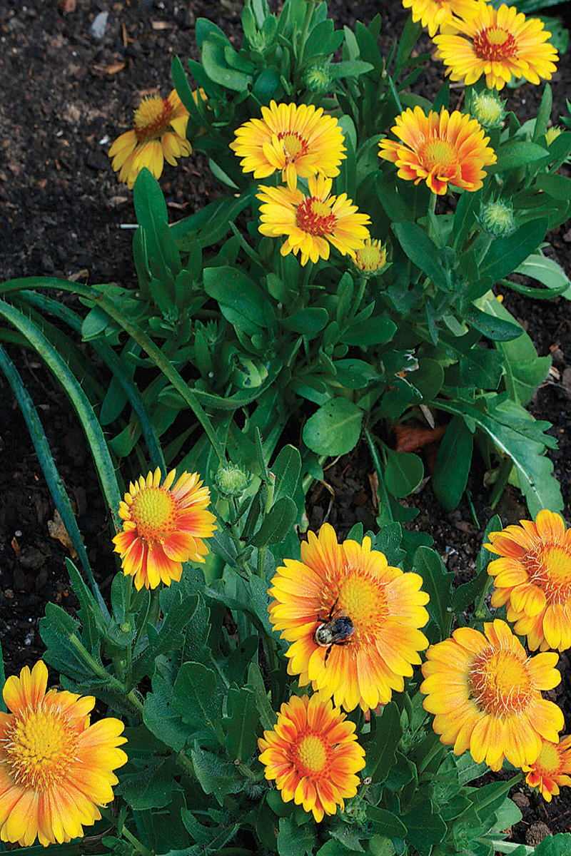 Native Plants with Show-Stopping Autumn Color - Fine Gardening