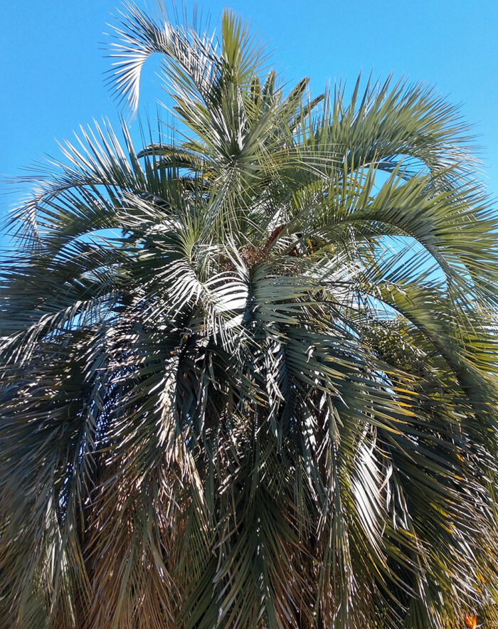 Focal-Point Palms for Southern California - Fine Gardening