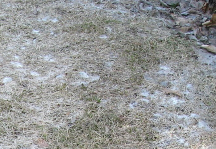 Snow Mold in the Northern Plains: Prevention and Recovery - Fine Gardening