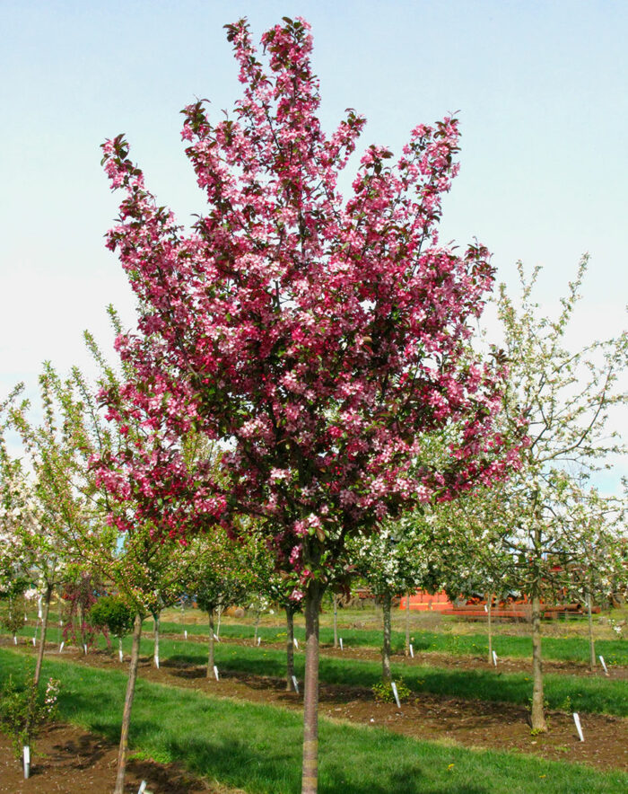 The Best New Trees for the Midwest - Fine Gardening