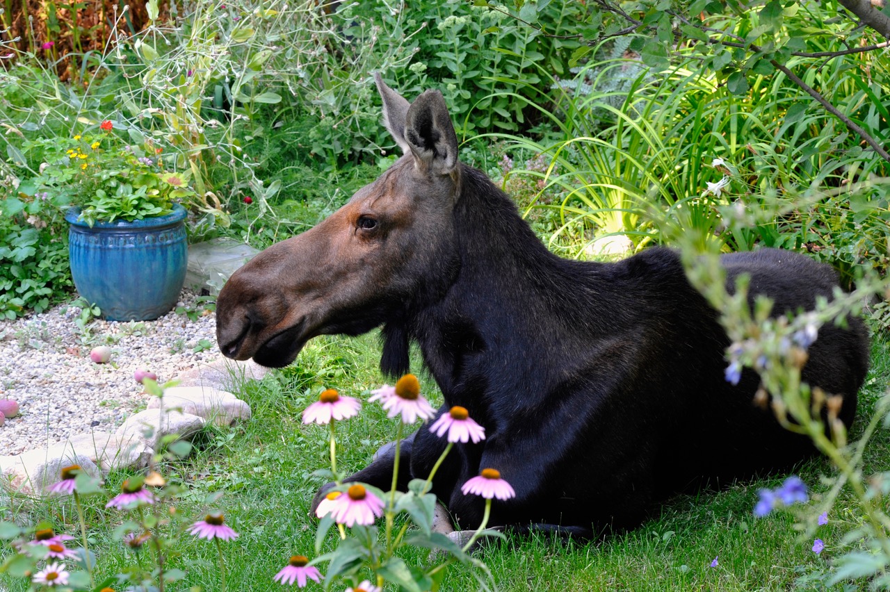 Moose in the Garden! - FineGardening