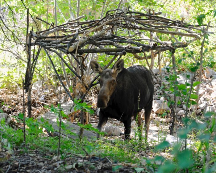 Moose in the Garden! - Fine Gardening