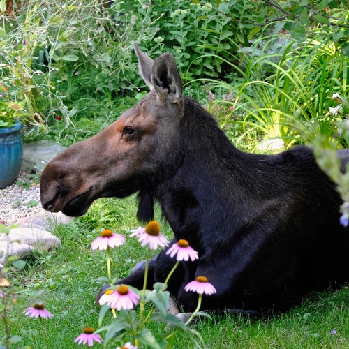 Moose in the Garden! - Fine Gardening