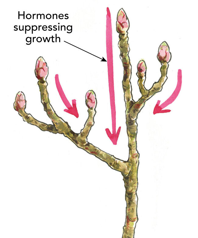 Proper Pruning for Young Trees - Fine Gardening
