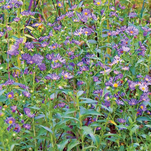 4 Must-Have Plants for the Midwest - Fine Gardening