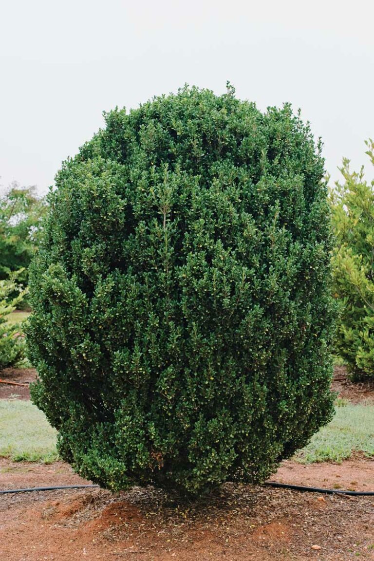 9 New Trees and Shrubs for Your Garden - Fine Gardening
