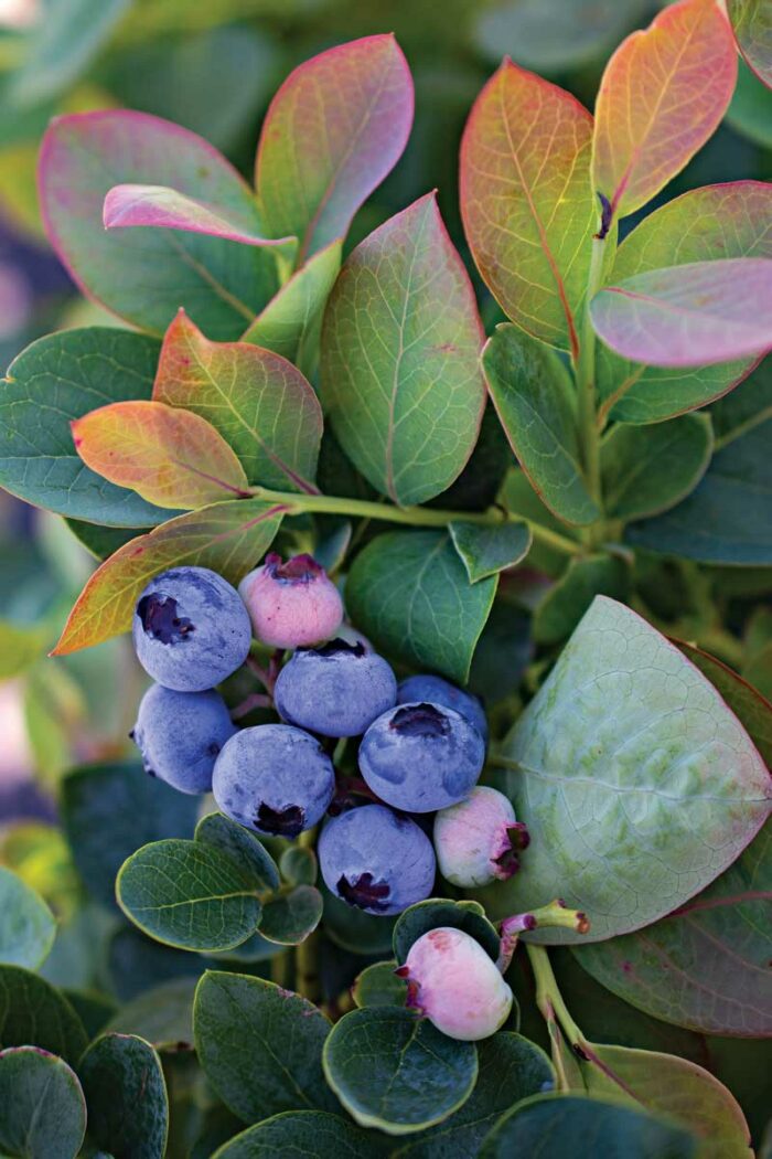 5 New Fruit and Veggie Varieties to Grow This Year - Fine Gardening