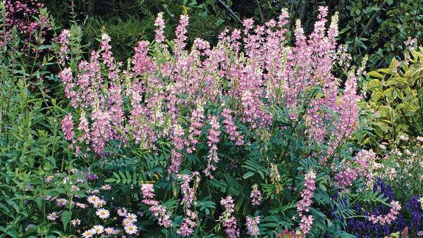 Sulfur flower - FineGardening