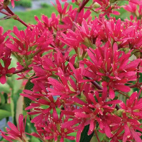 4 Must-Have Plants for the Northwest - Fine Gardening