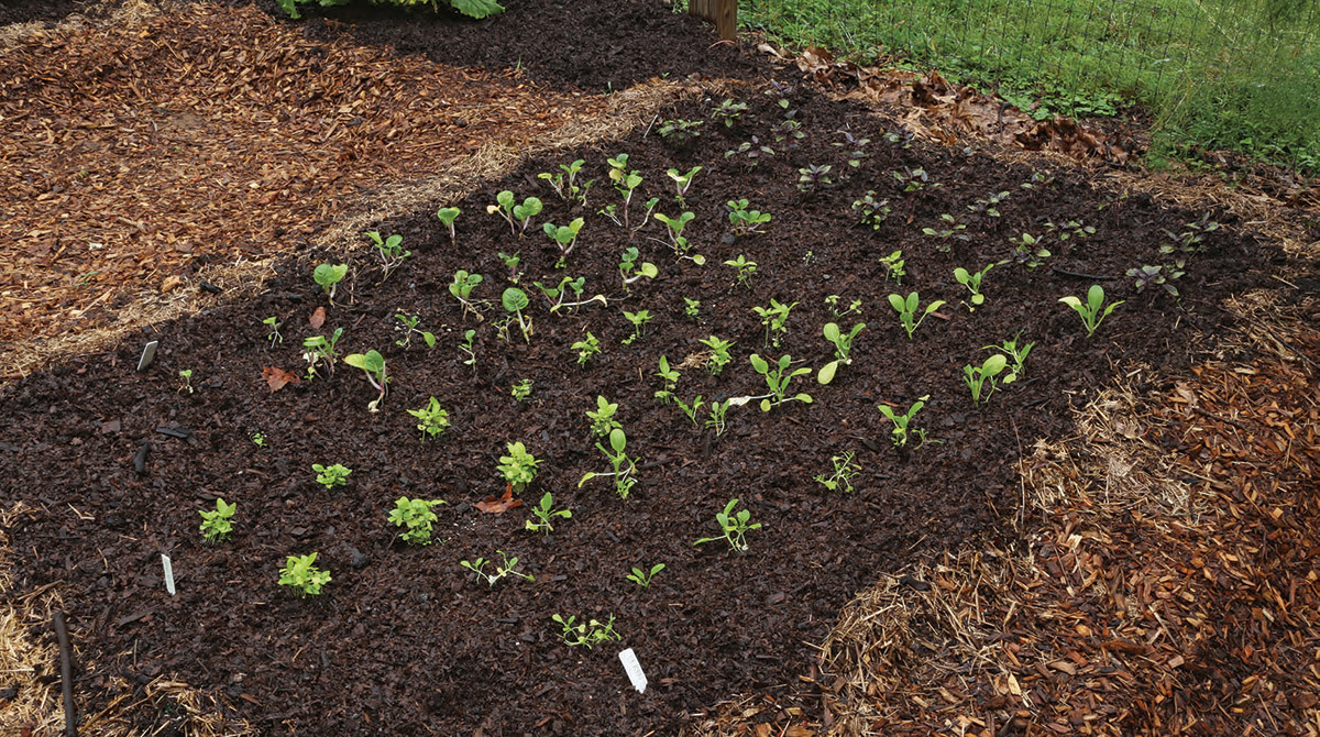 Grow Your Own Salad Mix - Fine Gardening