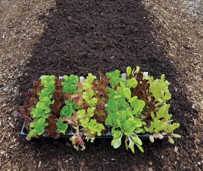 Grow Your Own Salad Mix - Fine Gardening