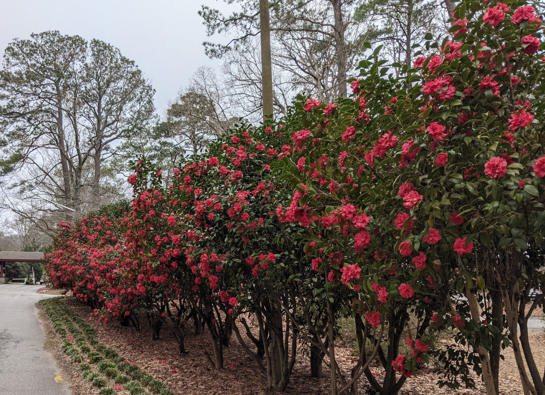 Spring in Norfolk - Fine Gardening