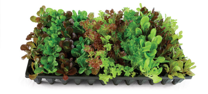 Grow Your Own Salad Mix - Fine Gardening