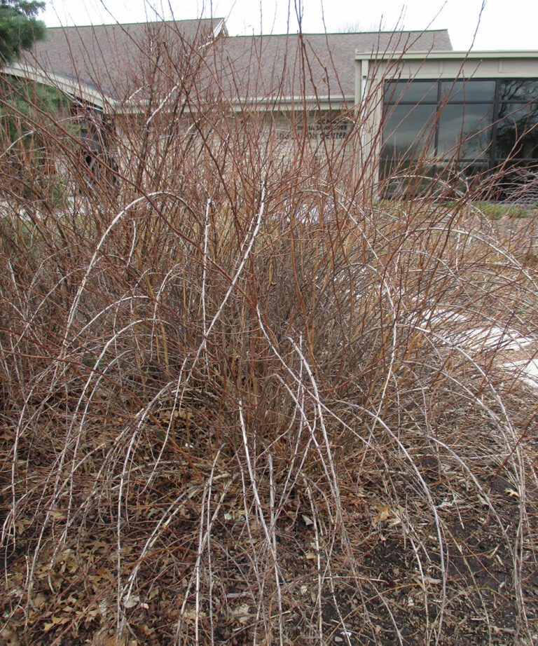 Hard Pruning for Common Shrubs - Fine Gardening