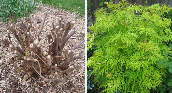 Hard Pruning for Common Shrubs - Fine Gardening