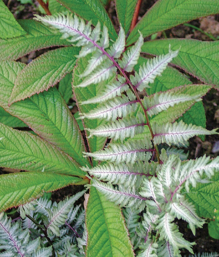 Lady and Painted Ferns—Trial Results - Fine Gardening