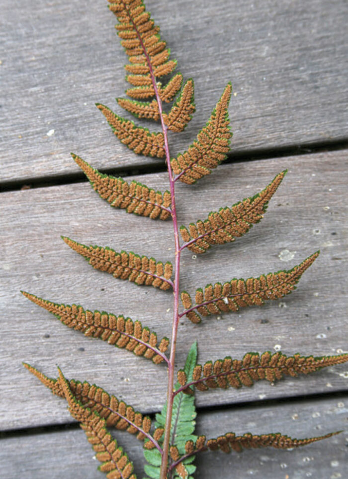Lady and Painted Ferns—Trial Results - Fine Gardening