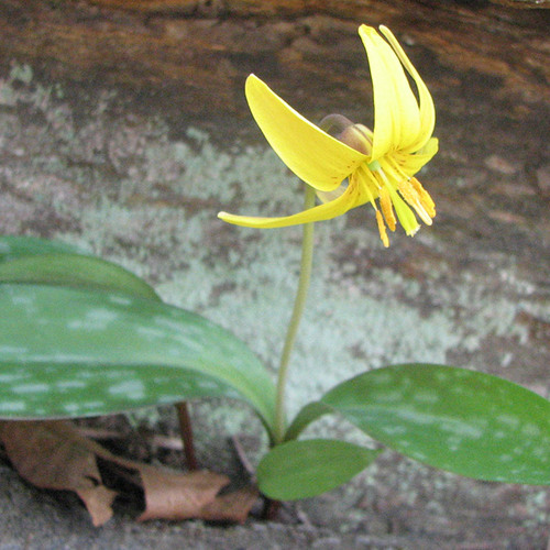 Native Spring Ephemerals for the Mid-Atlantic - Fine Gardening