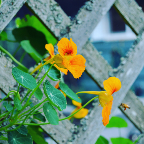Looking Back on Last Year and Ahead to This Year - Fine Gardening