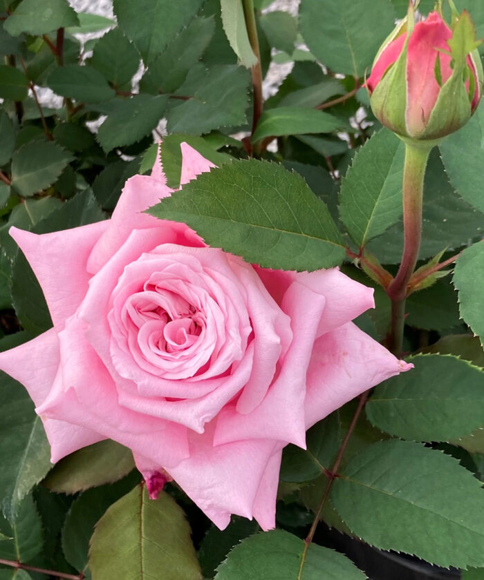 The Best Roses for the South - Fine Gardening