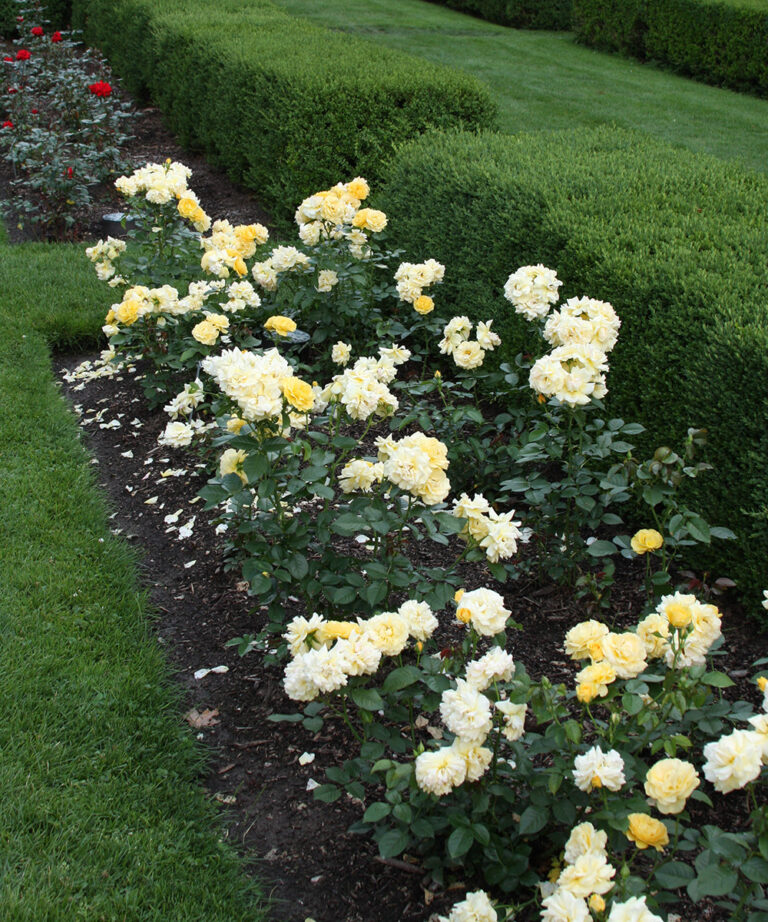 The Best Roses for the South - Fine Gardening