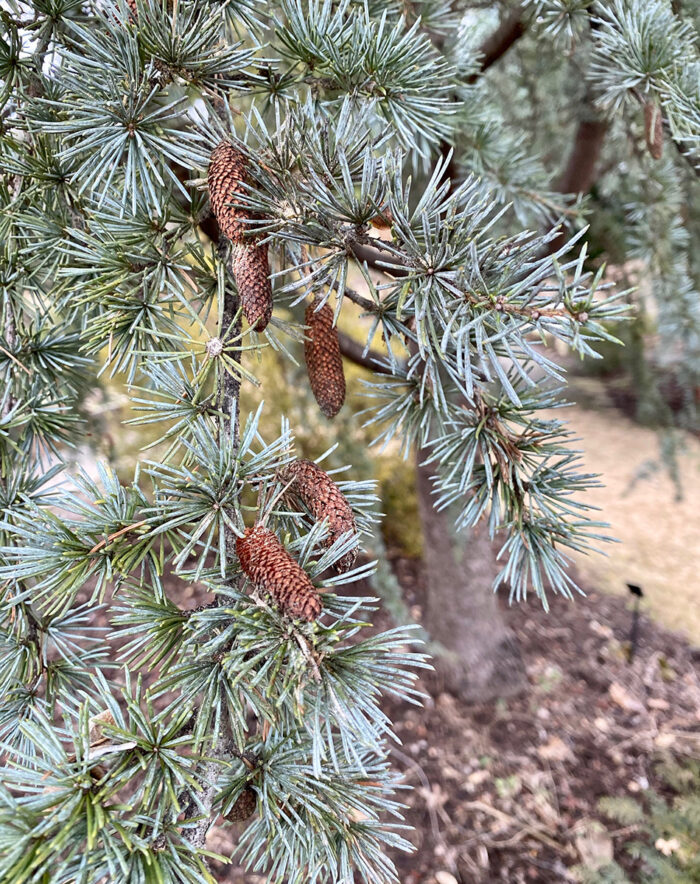 Icy Blue Conifers for the Southeast - Fine Gardening